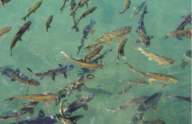 Mengungkap Keunikan “Ikan Dewa” Rambut Monte, Blitar: Antara Legenda ...