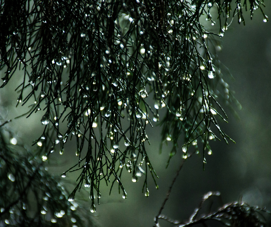 “Kemarau Basah” 2025 dan “Hujan Bulan Juni”: Harmoni Sains dan Sastra ...